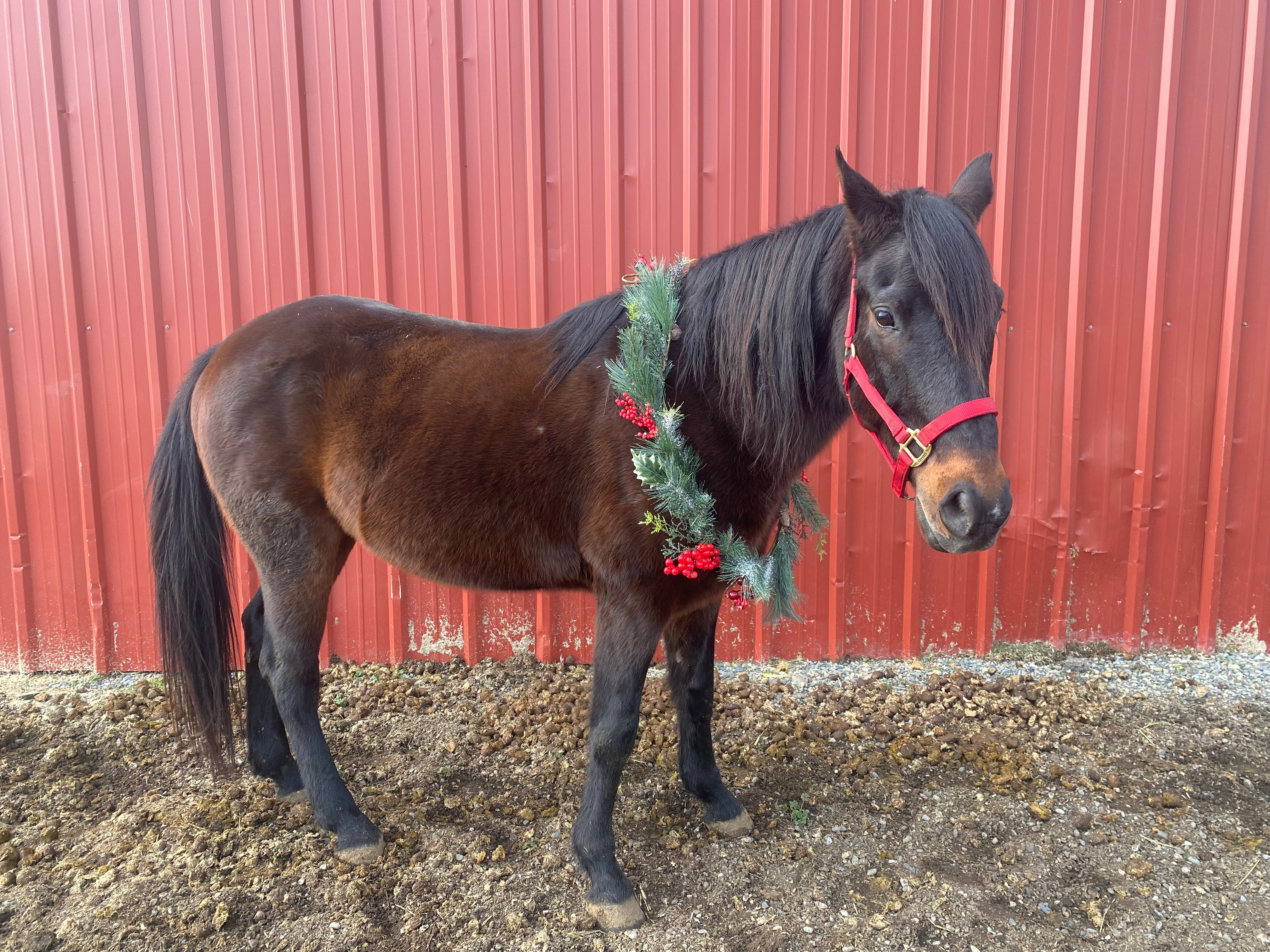 Horse Tack – Giddy Up Clothing & Tack LLC